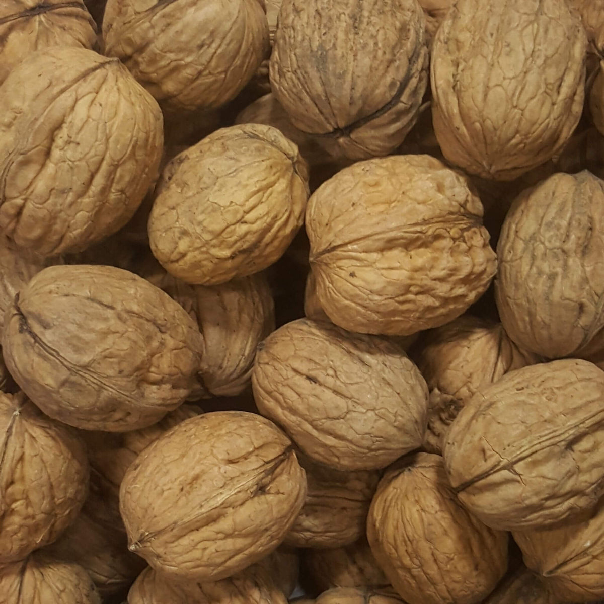 Tasmanian Walnut in Shell | Buy Nuts in Shell Online | Premiumnut.com ...