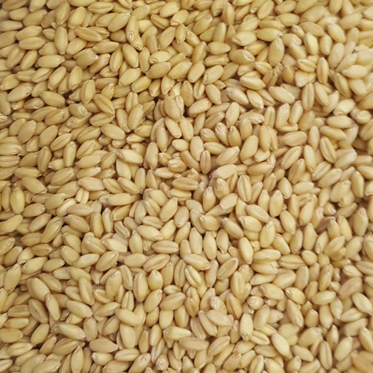 Australian Wheat | Buy Online | Premiumnut.com.au – Premium Nut Co